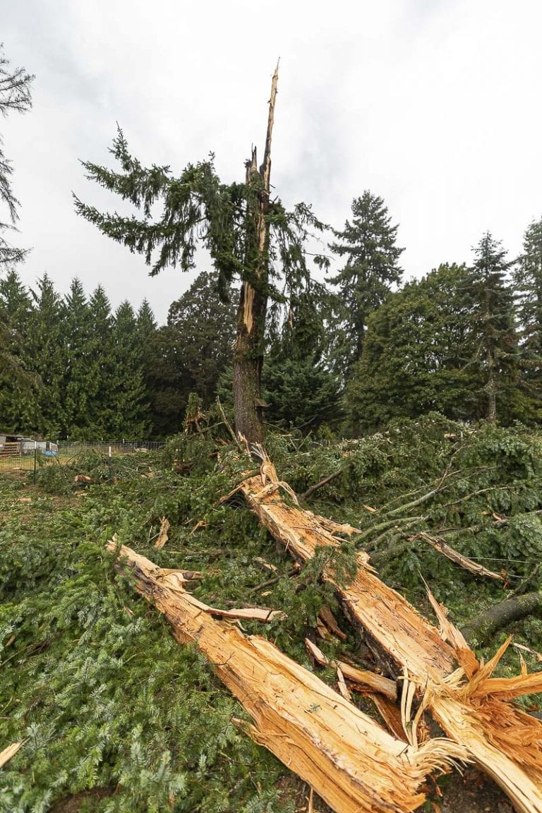 VIDEO: Lightning bolt destroys tree near La Center – ClarkCountyToday.com