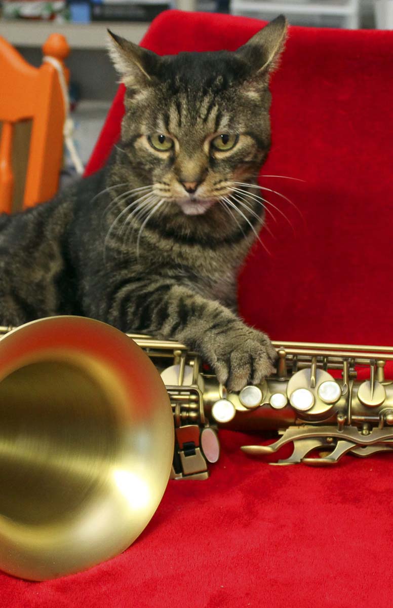 It’s Love Your Pet Month at Beacock Music - ClarkCountyToday.com