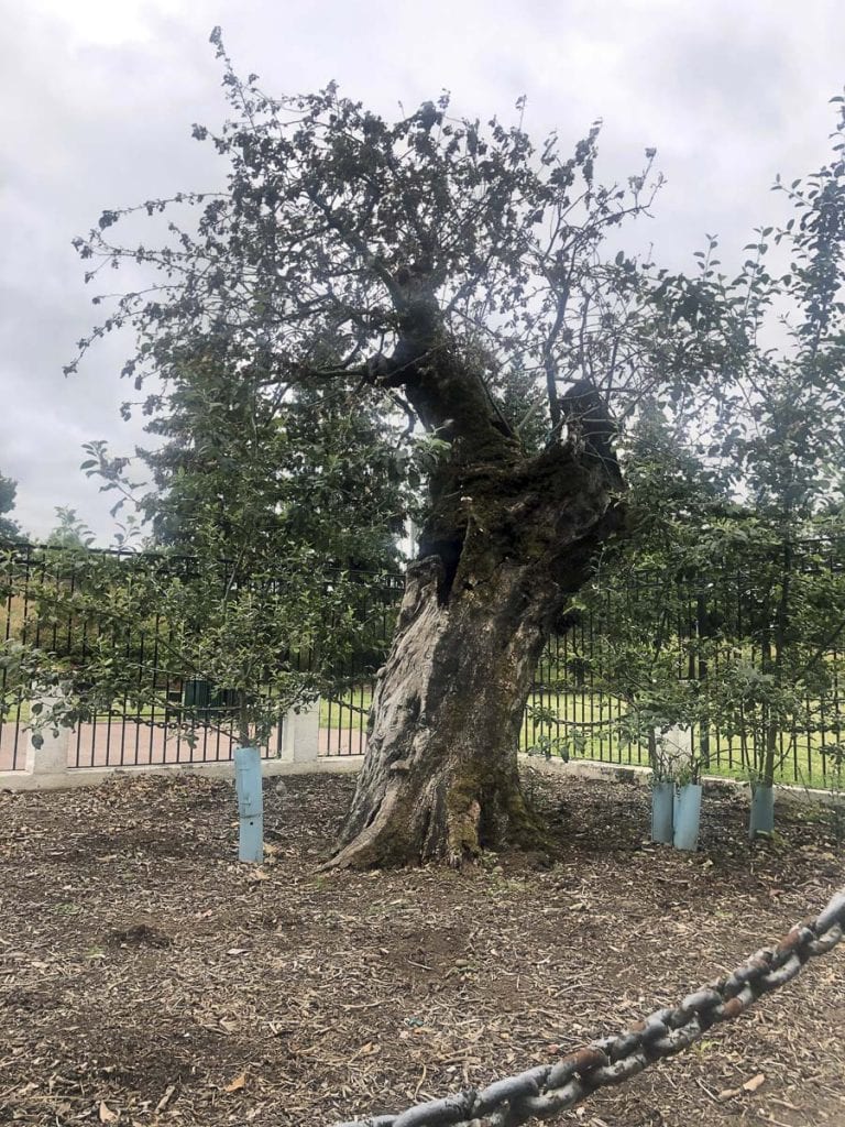 Vancouver’s historic Old Apple Tree will live on – ClarkCountyToday.com