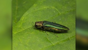 Vancouver Urban Forestry monitoring tree-killing beetle found in Oregon ...