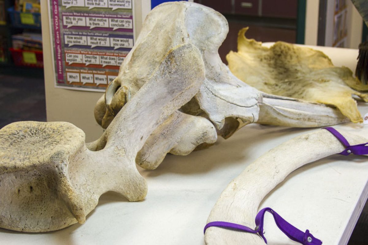 Marine Biologist John Ford inspires Lewis River Academy students ...