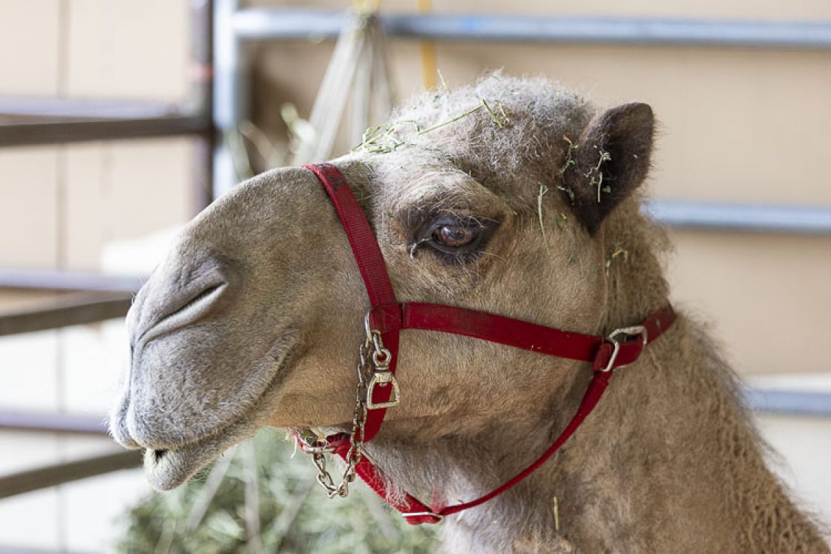 Curly the Camel welcomes all to the opening of the Clark County Fair ...