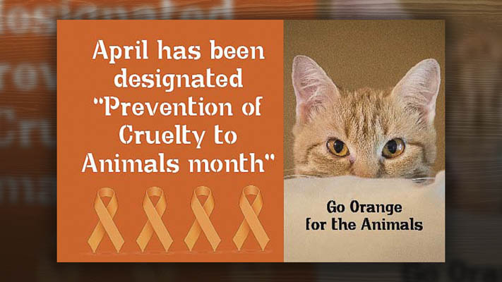 ‘Go Orange for Animals’ in April – ClarkCountyToday.com
