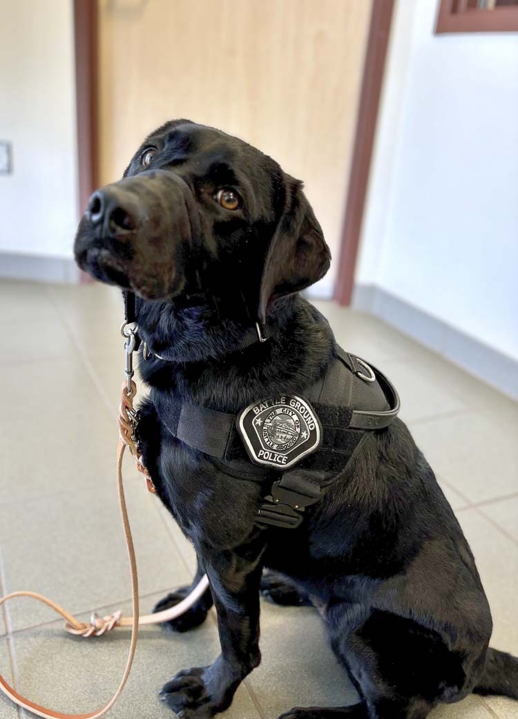 Battle Ground Police welcome comfort dog Rafferty – ClarkCountyToday.com