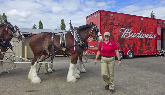 Budweiser Clydesdales bring magic to Clark County Fair, and awareness ...